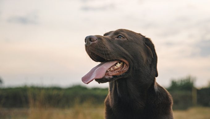 Pulmonary Contusion in Dogs: Symptoms, Causes, & Treatments - DogTime