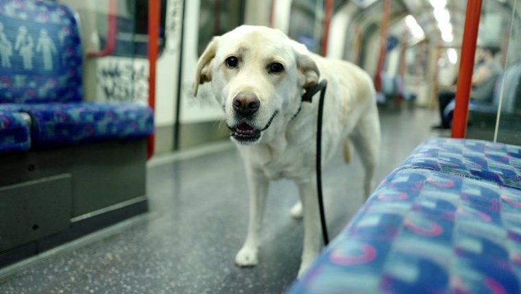 All Paws Aboard: Dogs Ride for Free on Montreal’s Metro - DogTime