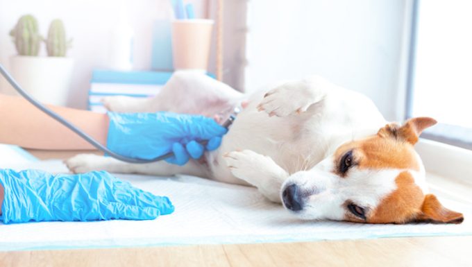 Heart Block (Mobitz Type I) in Dogs: Symptoms, Causes, & Treatments ...