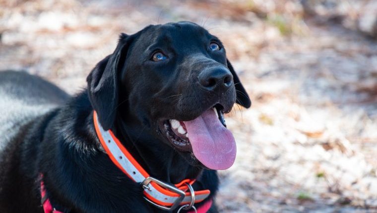 RIP Eclipse: Seattle’s Famous Bus-Riding Dog Dies - DogTime