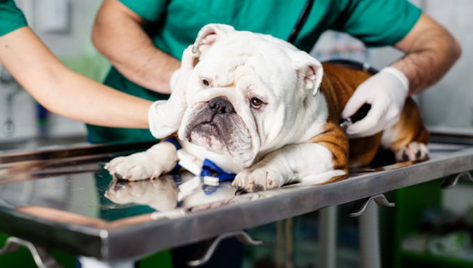 Heart Block or Conduction Delay (Right Bundle) in Dogs: Symptoms ...