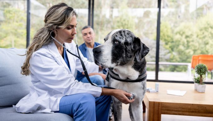 Heart Block (Complete) in Dogs: Symptoms, Causes, & Treatments - DogTime