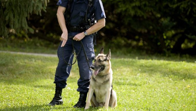 Training Never Ends for Police Dogs (Or Their Handlers) - DogTime