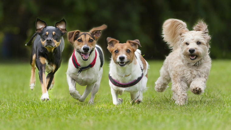 Breeds Have Little Influence on Dog Behavior - DogTime