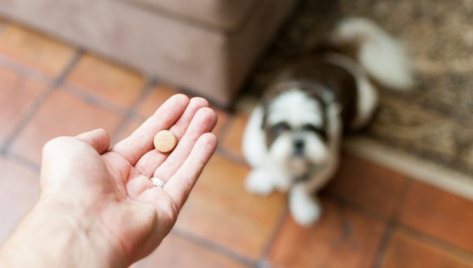 Digoxin Toxicity in Dogs: Symptoms, Causes, & Treatments - DogTime