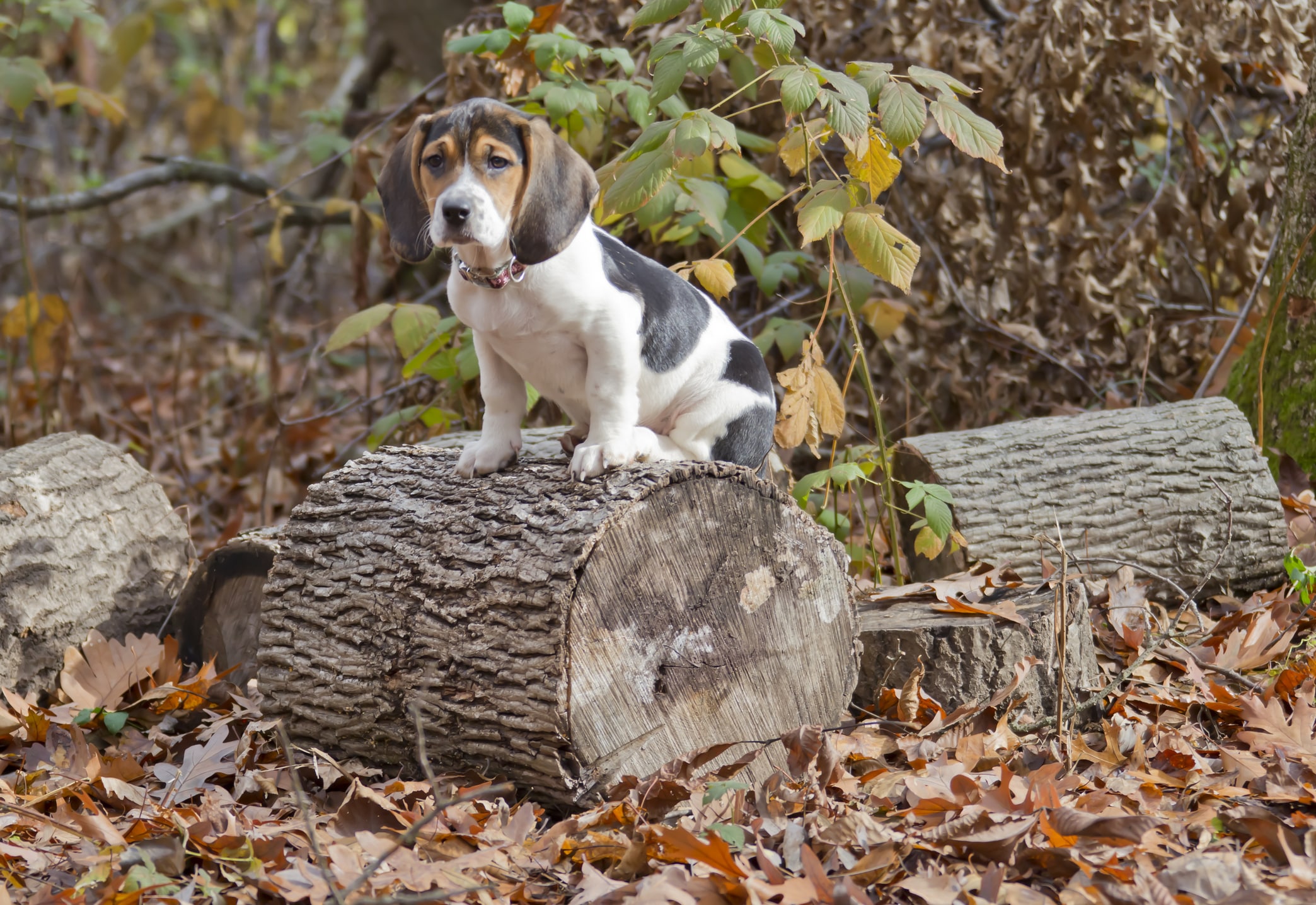 Bagle Hound Dog Breed Information & Characteristics