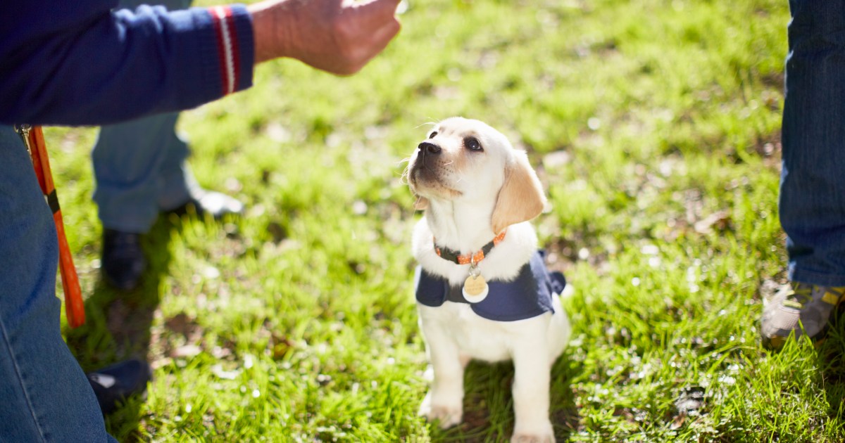 Puppy Training: 4 Tips for Raising a Social Dog