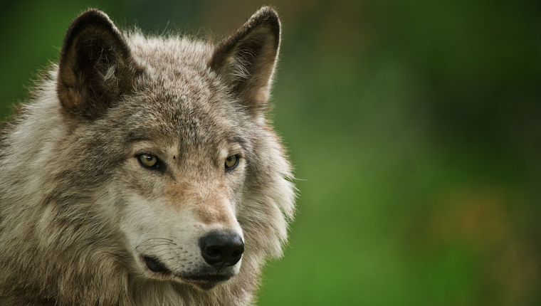 Wolves Bond With Humans Like Dogs: Study | DogTime