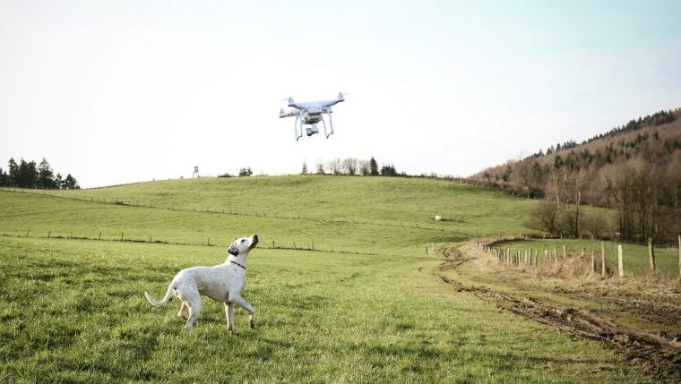 Dogs That Roam Found by Drones