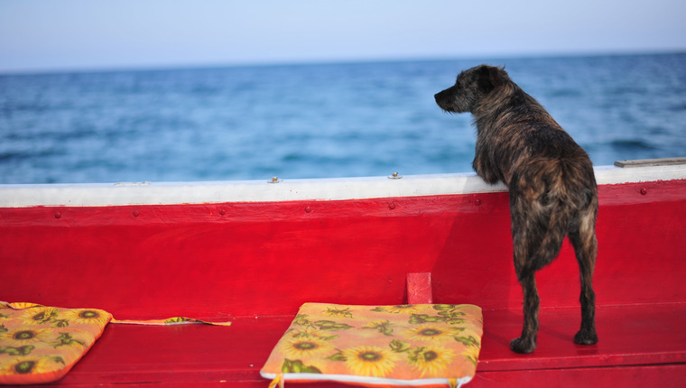 Service Dog Has Spent 700 Days at Sea - DogTime