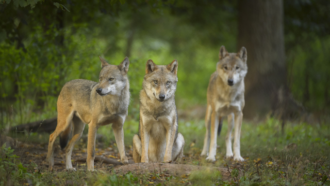 Wolves Bond With Humans Like Dogs: Study | DogTime
