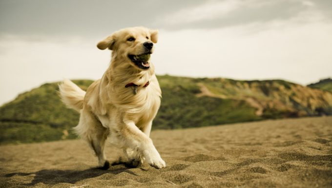 Hereditary Muscle Disease (Non-inflammatory Myopathy) in Labrador ...