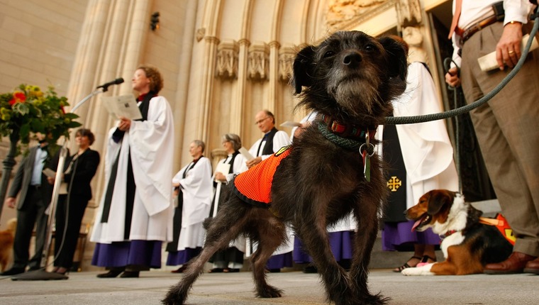 St. Francis of Assisi Day: Blessed Are the Animals - DogTime