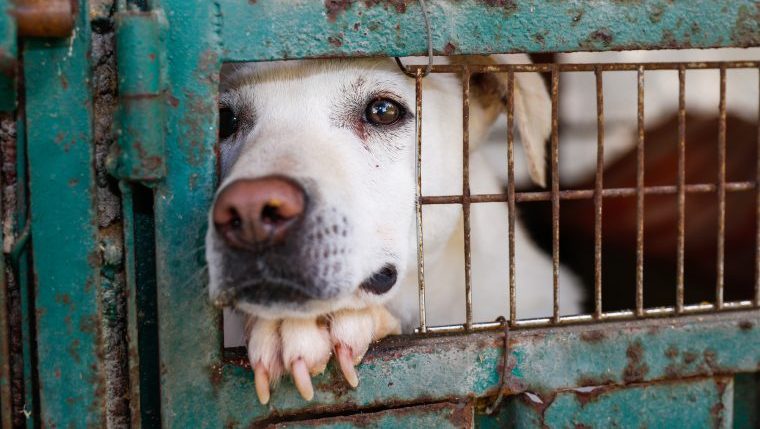 Dozens of Neglected Dogs Discovered in England - DogTime