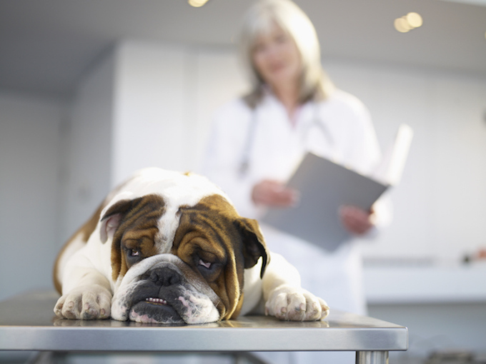 Hemoglobinuria and Myoglobinuria in Dogs: Symptoms, Causes ...