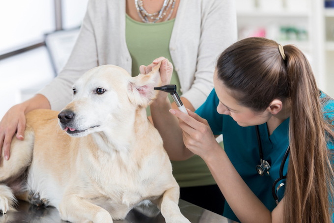 Ceruminous Gland Adenocarcinoma in Dogs: Symptoms, Causes, & Treatments ...