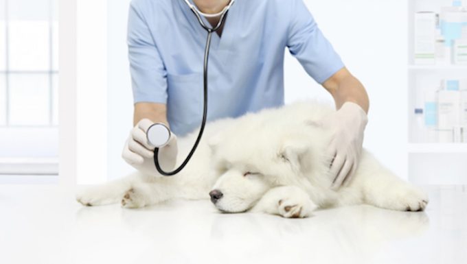 Heart Block (Mobitz Type II) in Dogs: Symptoms, Causes, & Treatments ...