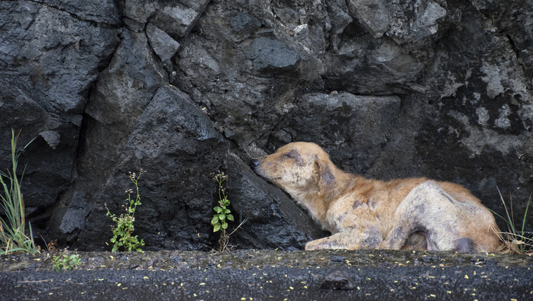 Couple Raise Money To Adopt Dogs From Mauritius - DogTime