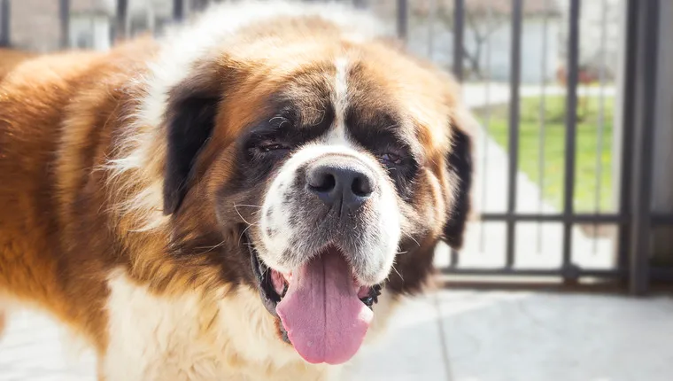 Free Adoption Campaign at Best Friends Animal Society - DogTime