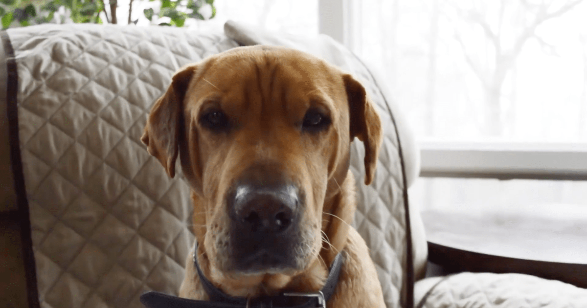 Ba-Shar Dog Breed Information & Characteristics