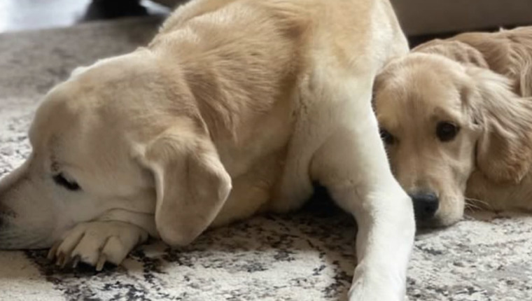 Cute Video of Senior Dog and Puppy Sibling Goes Viral - DogTime