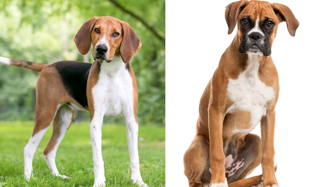 American Boxer Foxhound Breed Pictures, Characteristics, and Facts
