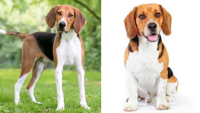 American Foxeagle Breed Pictures, Characteristics, and Facts