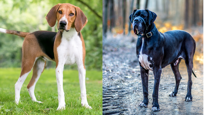 American Foxy Dane Breed Pictures, Characteristics, and Facts