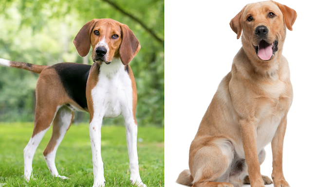 American Lab Foxhound Breed Pictures, Characteristics, and Facts
