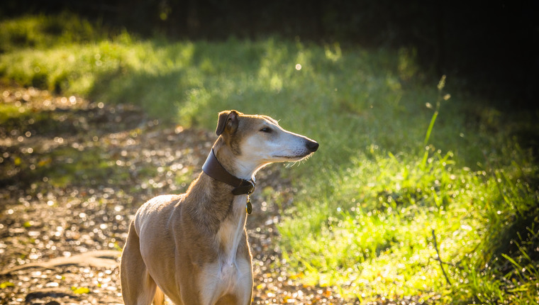 Rescued Lurcher Finds Forever Home After Five Years - DogTime