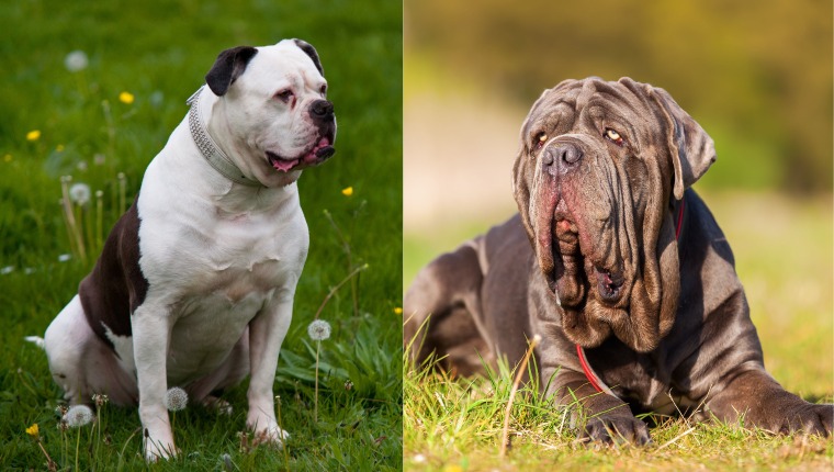 American Molossus Dog Breed Information & Characteristics