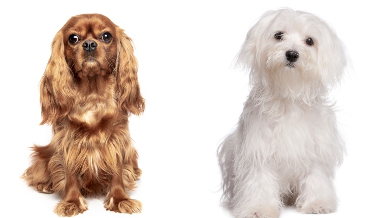 Cav-a-Malt Dog Breed Pictures, Characteristics, and Facts