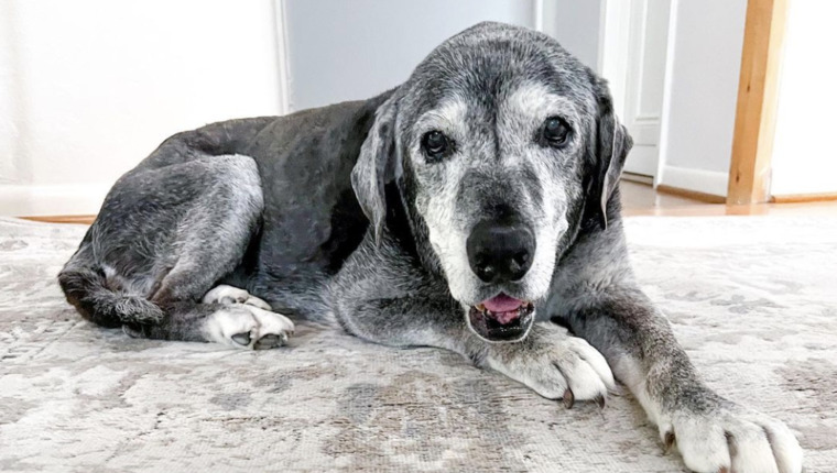 Nebraska Dog With Kidney Failure Tackles Bucket List - DogTime