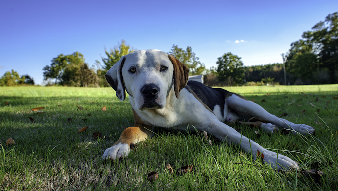 Alabama Dog Laws: Rabies, Dog Bites, Abandonment, and Cruelty