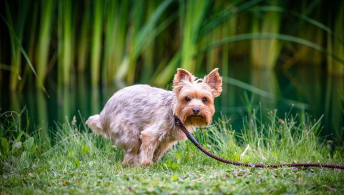 Inflammatory Bowel Disease Due to Lymphocytes and Plasma in Dogs ...