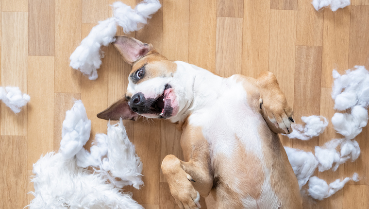 Harvard Class Asks: 'Why Do Dogs Do That?' - DogTime