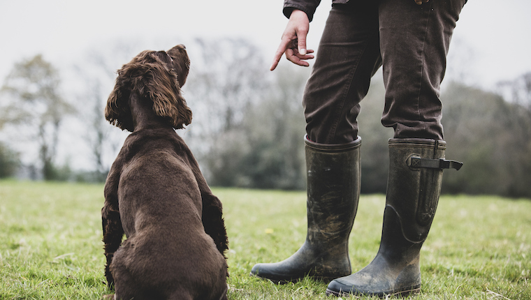 Authoritative Dog Parenting Produces Well-Adjusted Pets | DogTime