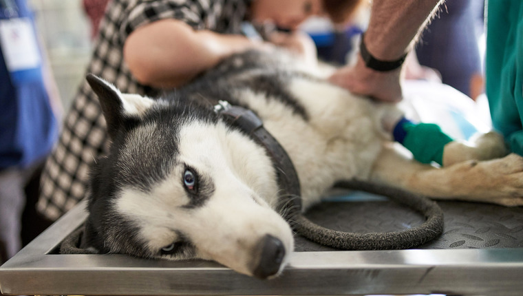 Dog Study - Page 6 of 9 - DogTime