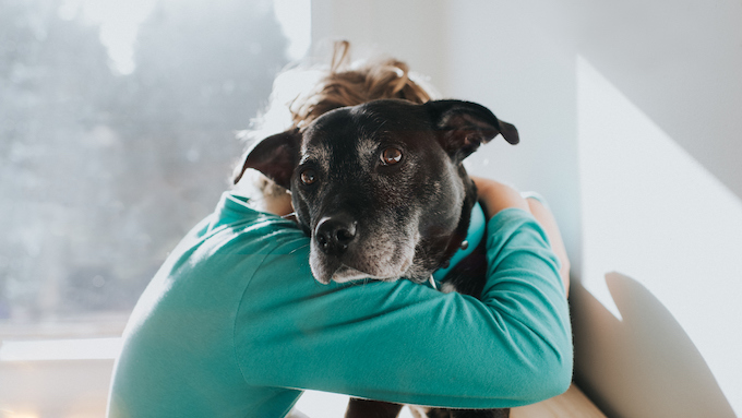 Insecure Attachment Style Linked to Stronger Relationship With Dogs