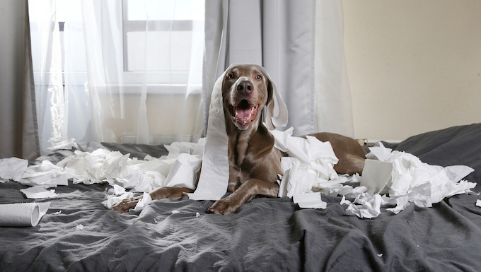 Harvard Class Asks: 'Why Do Dogs Do That?' - DogTime
