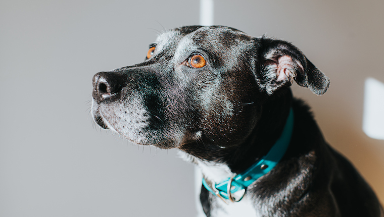 Senior Dog Rescue Gives Older Dogs a Second Chance