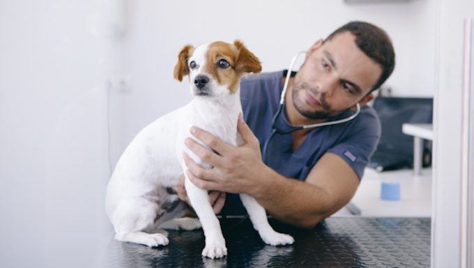 Inability to Protrude or Retract Penis in Dogs: Symptoms, Causes ...