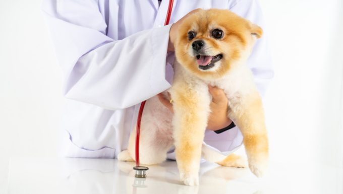 Inguinal Hernia in Dogs: Symptoms, Causes, & Treatments - DogTime
