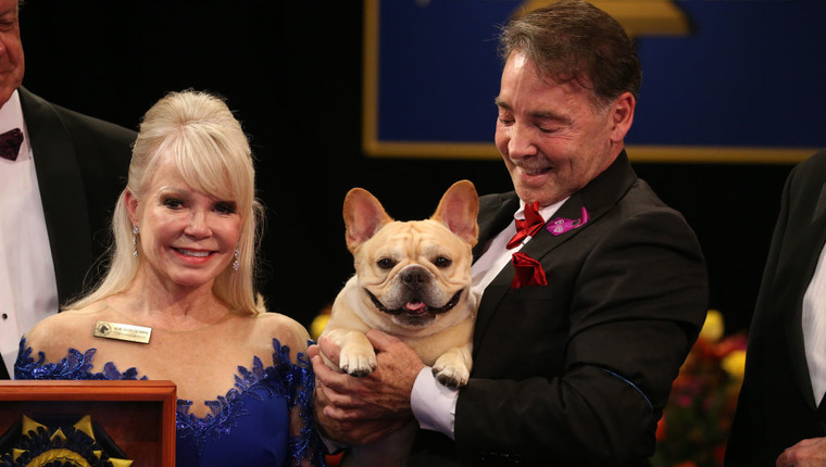 Best in Show: French Bulldog Wins at National Dog Show - DogTime