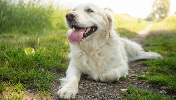 Increased Heart Rate Due to Premature Contractions in Dogs: Symptoms ...