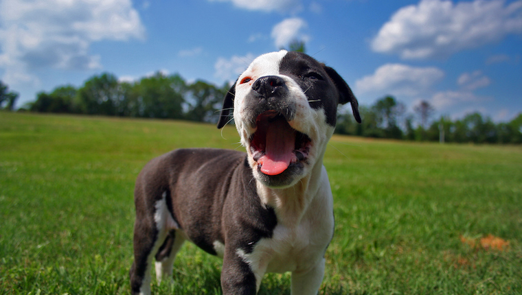 Alabama Dog Laws: Rabies, Dog Bites, Abandonment, and Cruelty