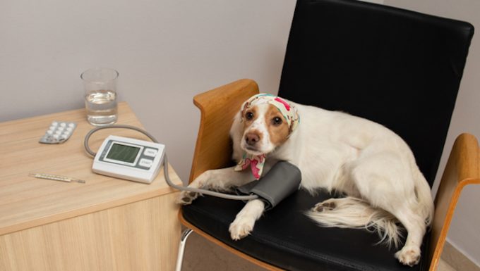 Portal Hypertension in Dogs: Symptoms, Causes, & Treatments - DogTime