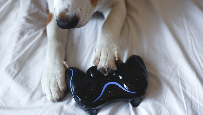 A U.K. Startup Is Making Video Games for Dogs - DogTime