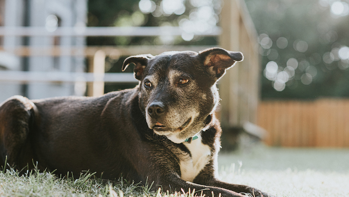 Senior Dog Rescue Gives Older Dogs a Second Chance