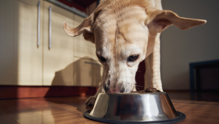 Are Insect-Based Foods Safe For Dogs? - DogTime